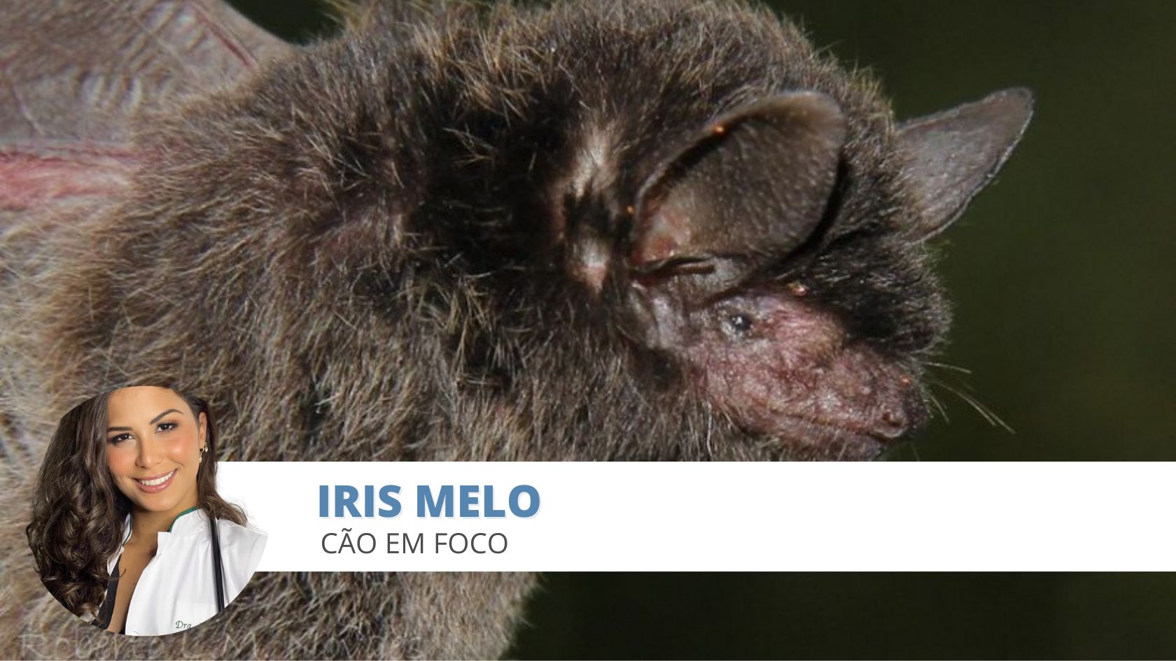 Iris Melo Cão em Foco (1) - Portal Tempo Novo