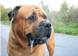 cachorro-babando - Portal Tempo Novo