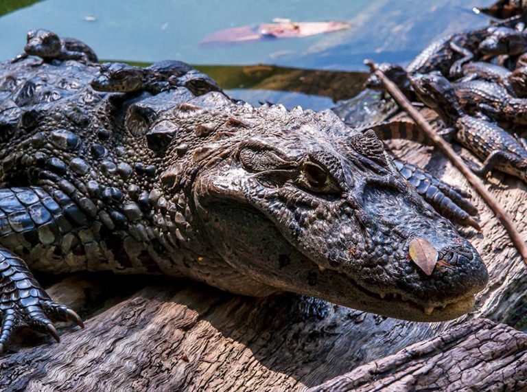 Projeto Caiman lança livro “Jacarés da Mata Atlântica”
