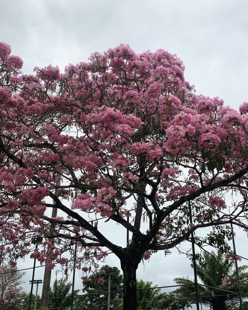 Florada de ipê rosa encanta moradores em bairro da Serra